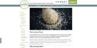 Perennial Rice | ECHOcommunity.org