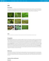 Dill - PlantVillage - Common Pests and Diseases | ECHOcommunity.org